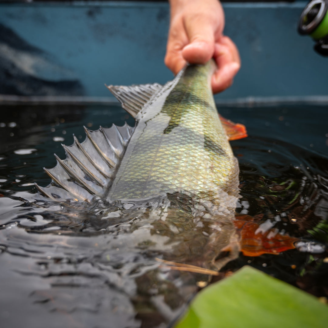 Aava Fishing | Official Site